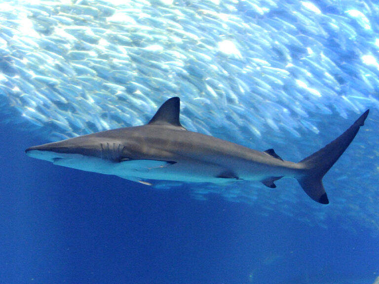 Hana Shark | Aqua World Ibaraki Prefectural Oarai Aquarium [Official]