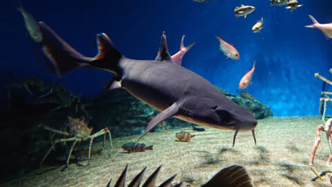 Tiburón Bigote | Aqua World Ibaraki Prefectural Oarai Aquarium [Oficial]
