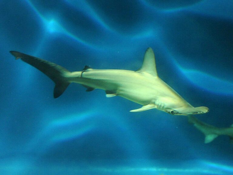 Hammerhead Shark | Aqua World Ibaraki Prefecture Oarai Aquarium [Official]