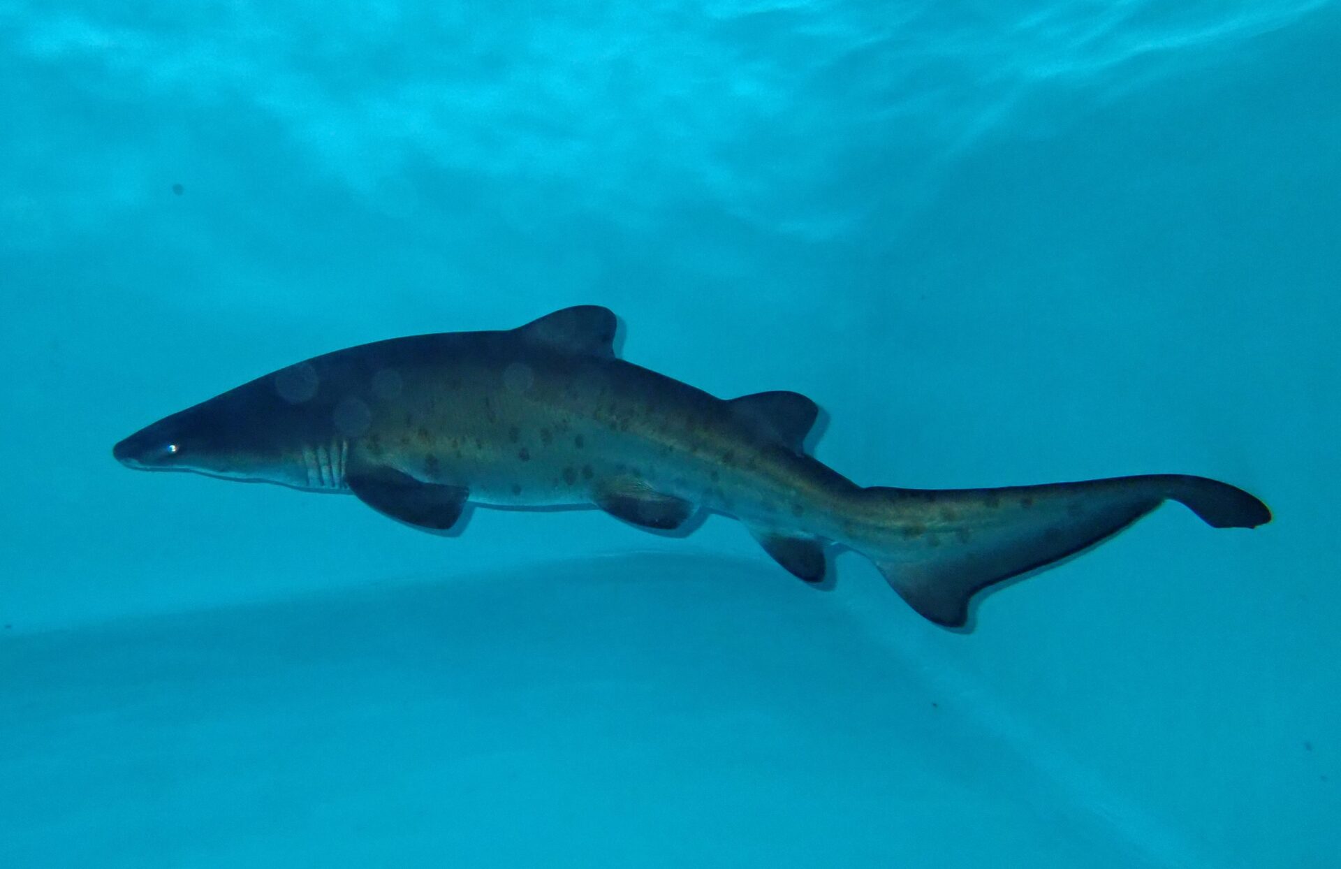 The baby sand tiger shark born in March is now on display! (Updated 5/ ...